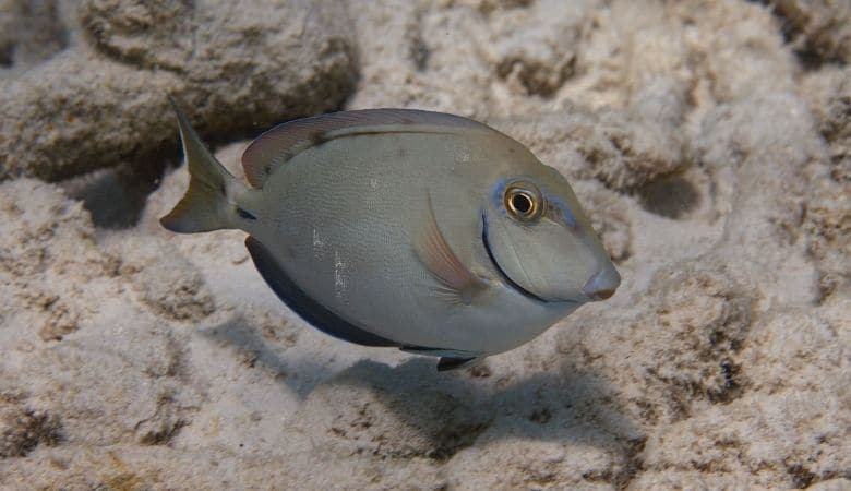 Common Saltwater Fish Diseases – Symptoms And Treatments – Salt Tank Report