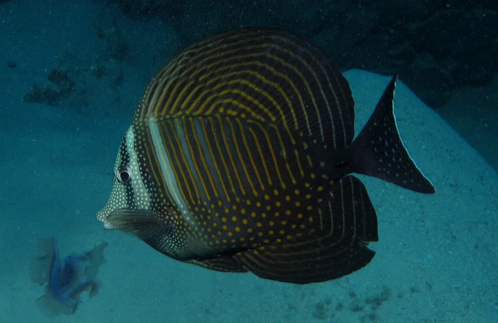 Best Saltwater Tangs For Reef Tanks | Surgeonfish Guide – Salt Tank Report