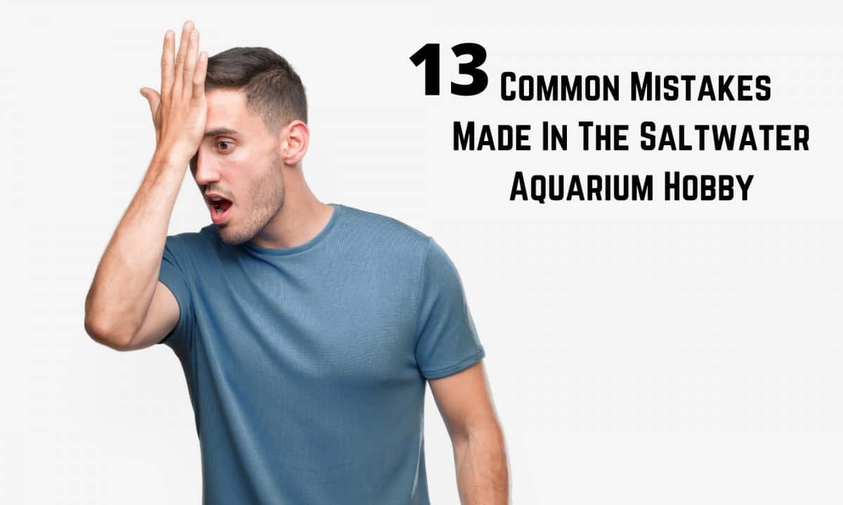 13 Common Mistakes Made In The Saltwater Aquarium Hobby