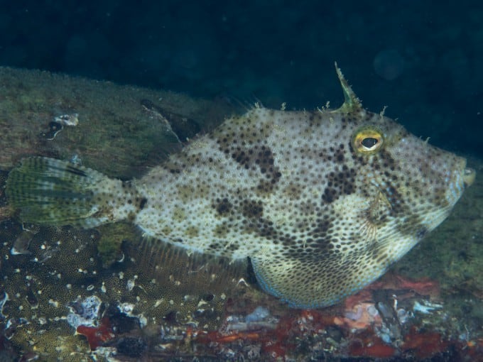 Aiptasia Eating Filefish Care - What You Need To Know - Salt Tank Report
