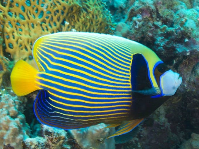 Emperor Angelfish Care (Everything You Need To Know)