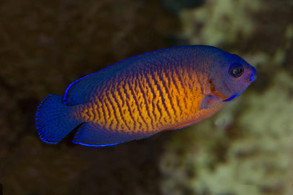 5 Most Beautiful Reef Safe Fish That You Must Have