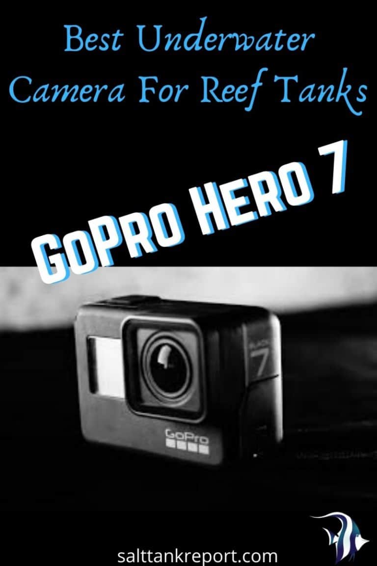 Best Underwater Camera For Reef Tanks – Salt Tank Report