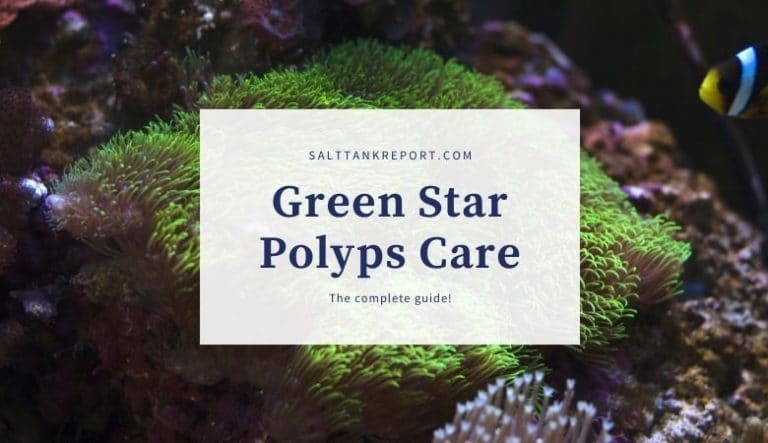 Green Star Polyps Care (GSP Coral Guide) – Salt Tank Report