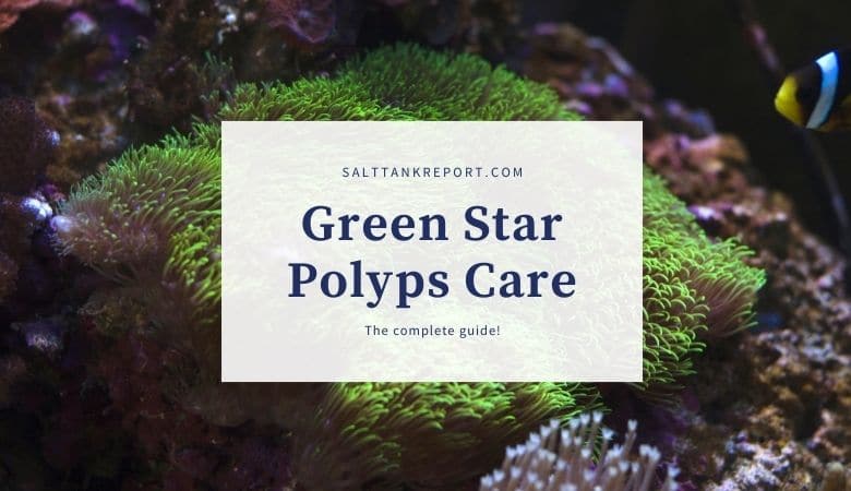 Green Star Polyps Care (GSP Coral Guide)