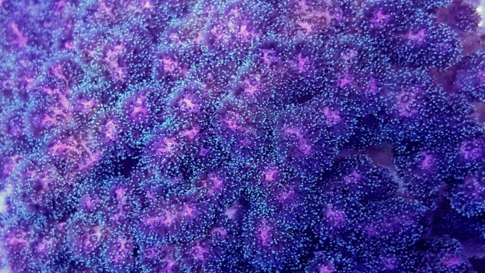 Pocillopora Coral Care Guide – Tips For Keeping Damicornis – Salt Tank ...