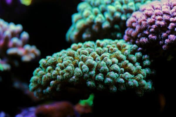 Pocillopora Coral Care Guide – Tips For Keeping Damicornis – Salt Tank ...