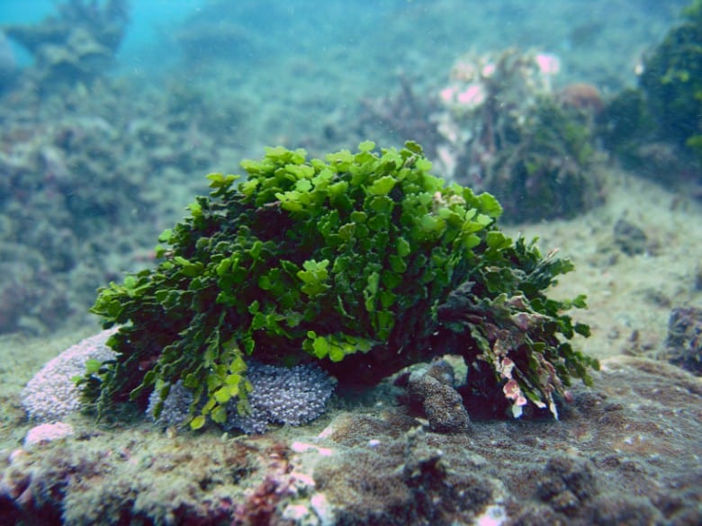 Best Macroalgae For Reef Tanks – Salt Tank Report