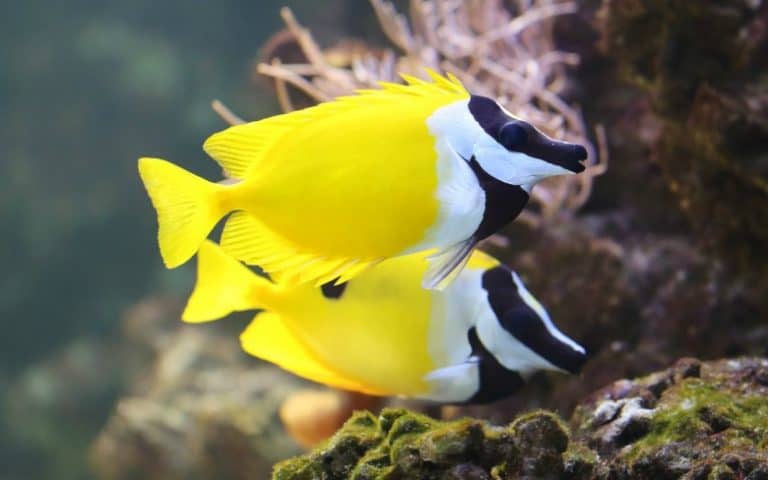 Are Foxface Rabbitfish Reef Safe? – Salt Tank Report