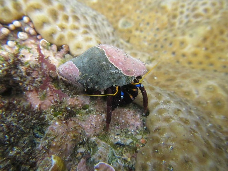 5 Amazing Algae Eaters For Saltwater Aquariums – Salt Tank Report
