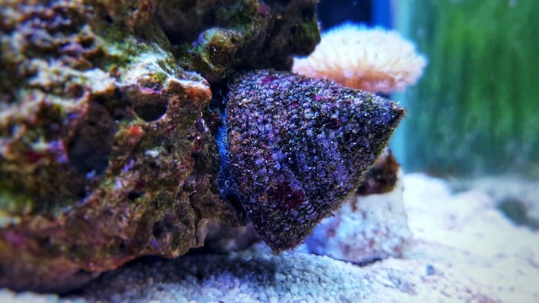 5 Amazing Algae Eaters For Saltwater Aquariums – Salt Tank Report