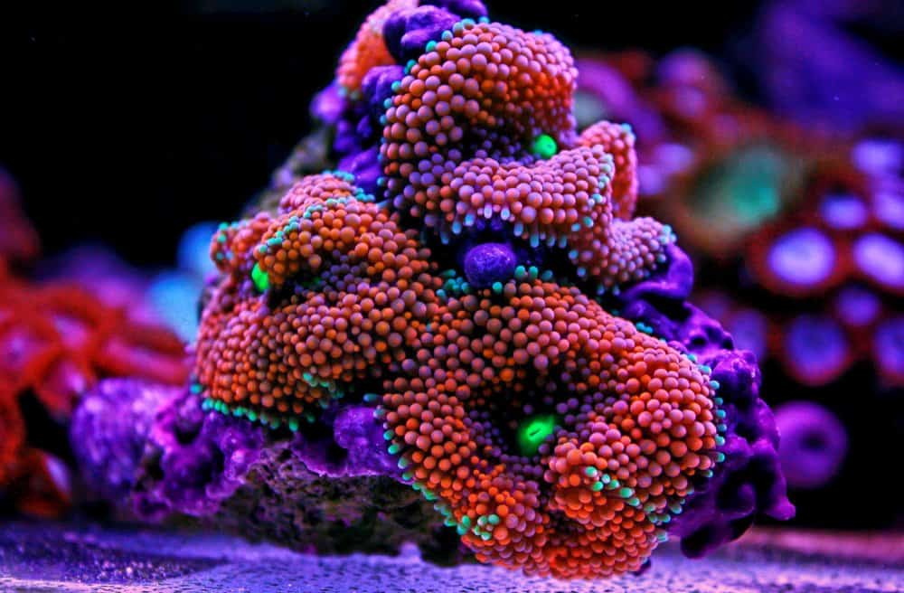 7 LPS Corals That Like High Light
