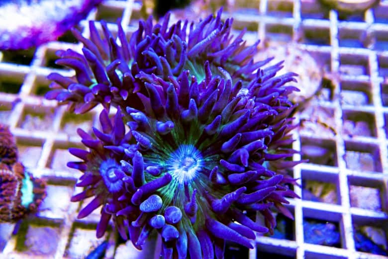 Duncan Coral Care Guide(Best Tips For Keeping Duncanopsammia) – Salt ...