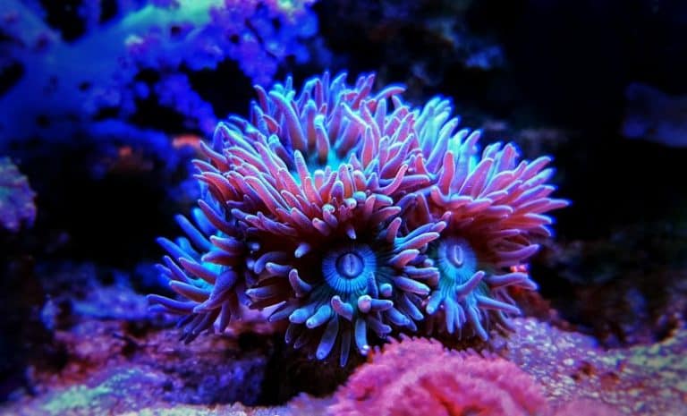 Duncan Coral Care Guide(Best Tips For Keeping Duncanopsammia) – Salt ...