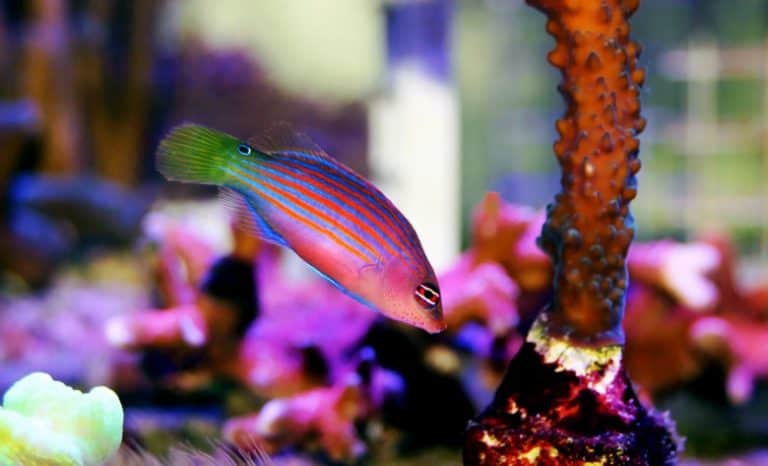Six Line Wrasse (Complete Care Guide) – Salt Tank Report