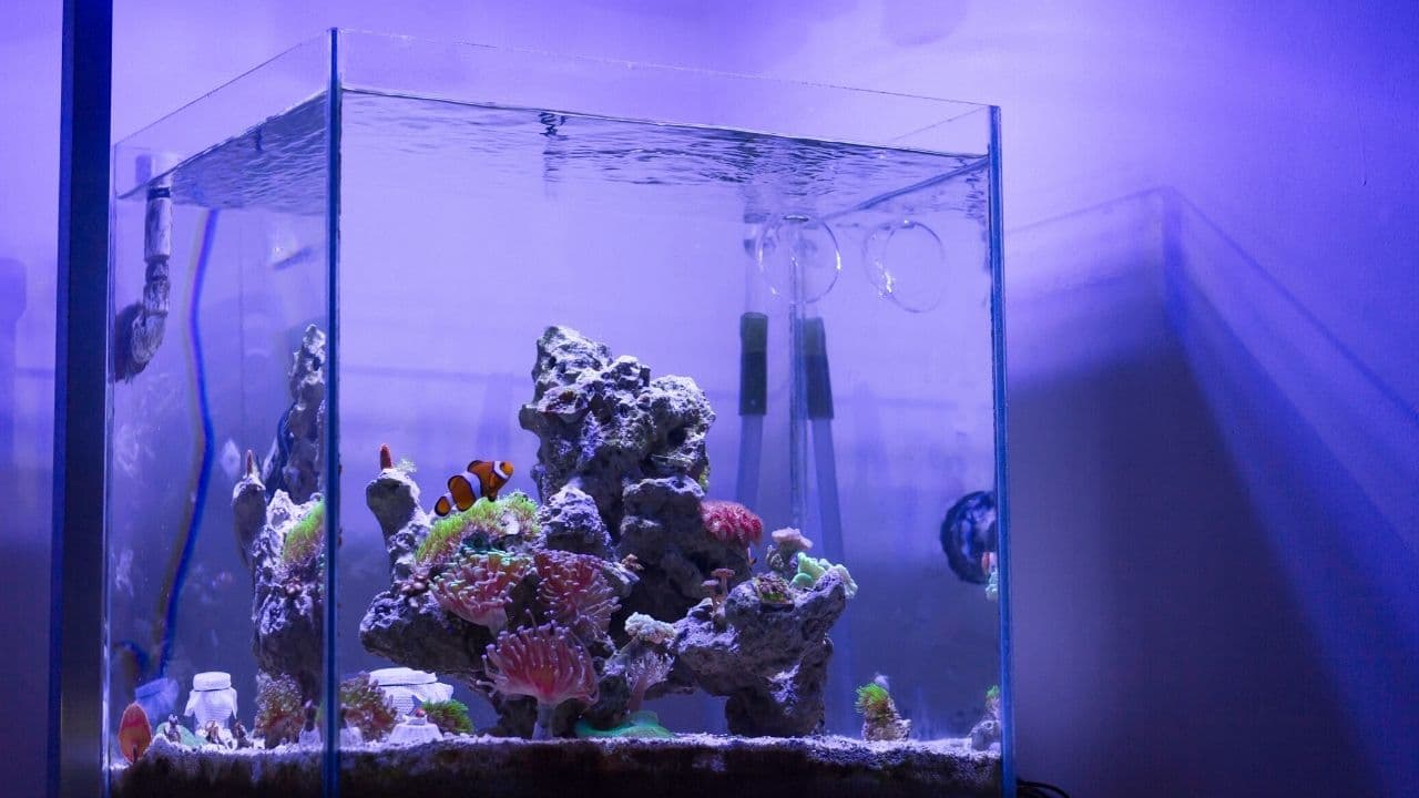 Nutrient Export For Reef Tanks (The Methods You Should Use)