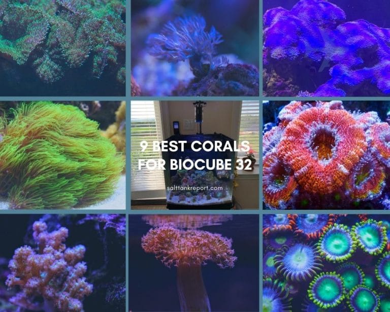 9 Best Corals For Biocube 32 Aquarium – Salt Tank Report