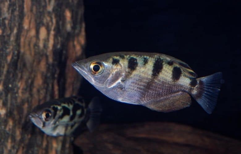 How To Set Up A Brackish Water Aquarium (Complete Guide) – Salt Tank Report