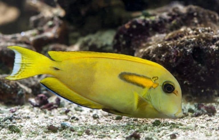 Orange Shoulder Tang – Complete Care Guide – Salt Tank Report