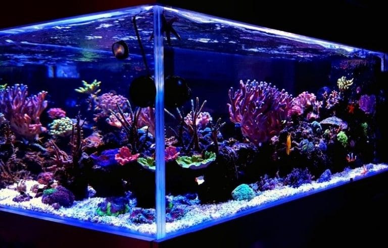 13 Ways To Keep Your Saltwater Tank Crystal Clear – Salt Tank Report