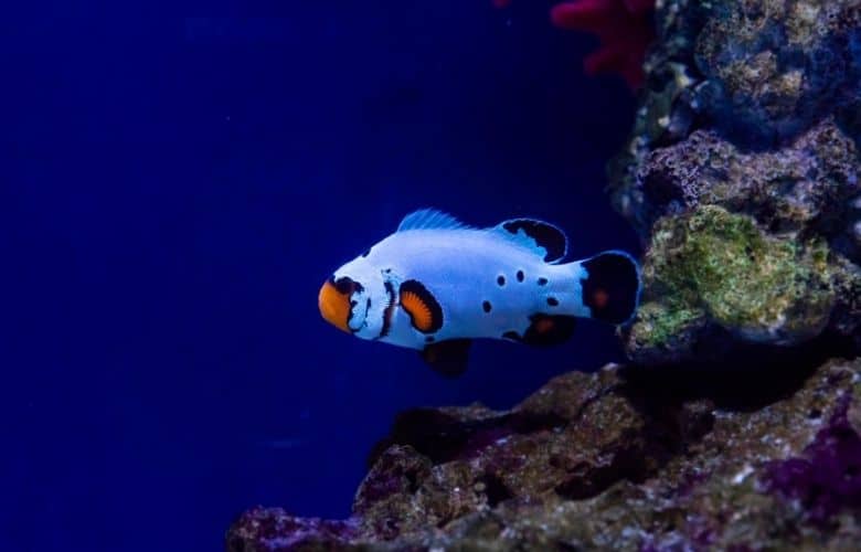 How Fast Do Clownfish Grow? (You Will Be Surprised) – Salt Tank Report