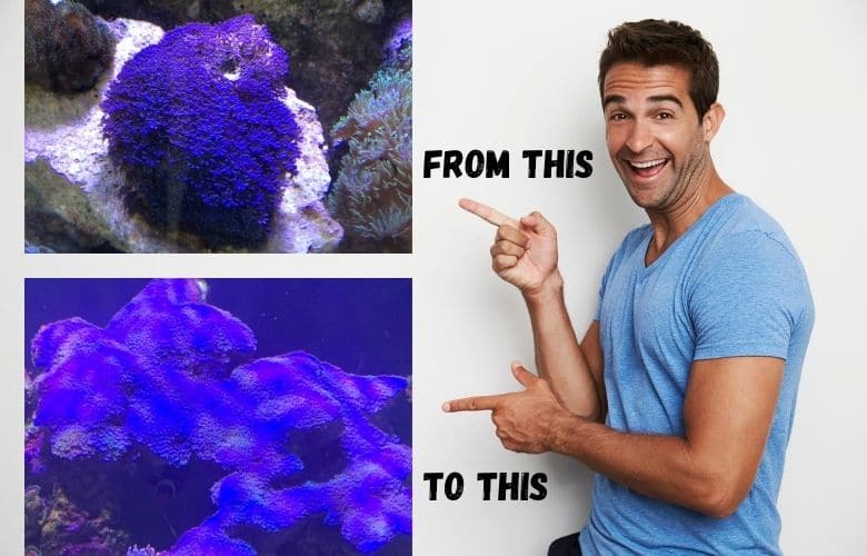 Blue Clove Polyps Coral Care(Complete Guide)