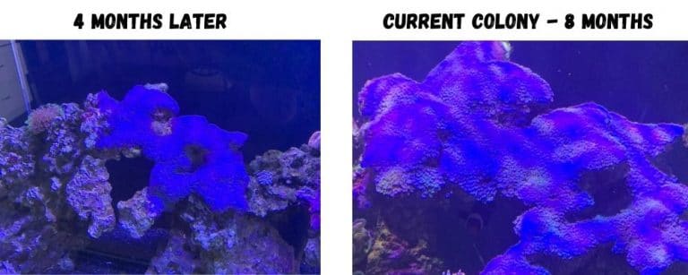 Blue Clove Polyps Coral Care(Complete Guide) – Salt Tank Report