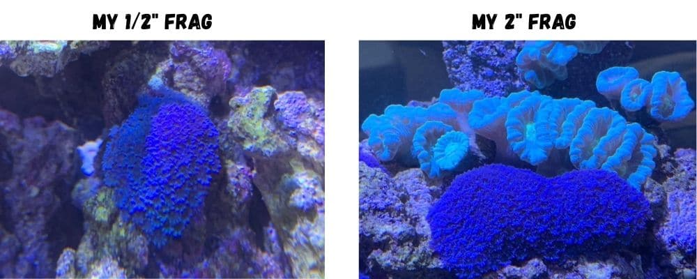 Blue Clove Polyps Coral Care(Complete Guide) – Salt Tank Report