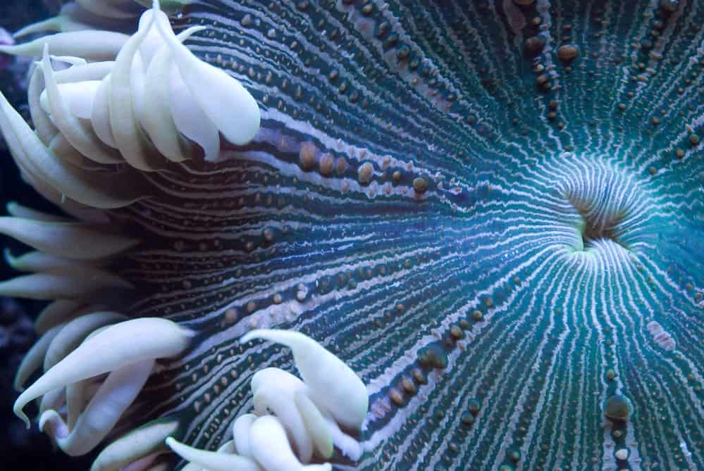 Rock Flower Anemone In Reef Tank | Best Flower Site
