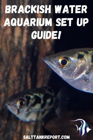 How To Set Up A Brackish Water Aquarium (Complete Guide) – Salt Tank Report