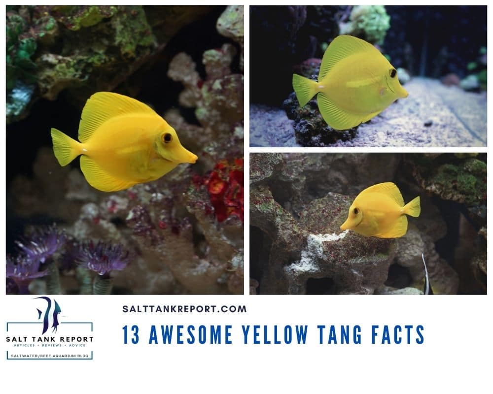 13 Awesome Facts About Yellow Tang Fish – Salt Tank Report