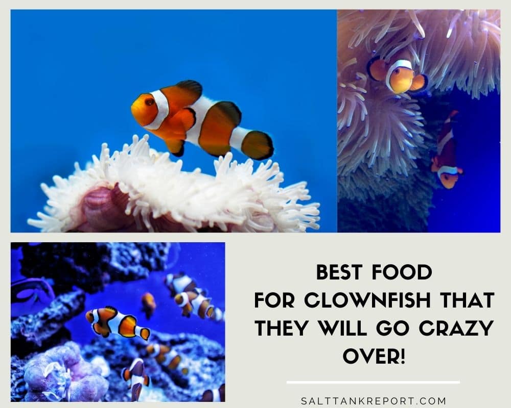 Best Food For Clownfish -They Go Crazy Over This Stuff! – Salt Tank Report