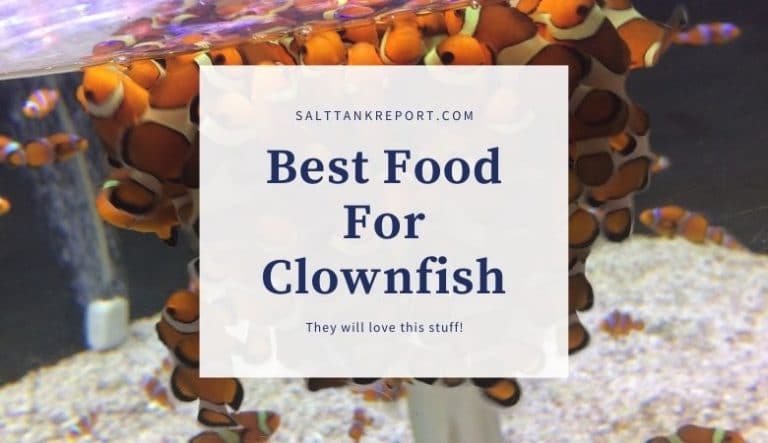 Best Food For Clownfish -They Go Crazy Over This Stuff! – Salt Tank Report