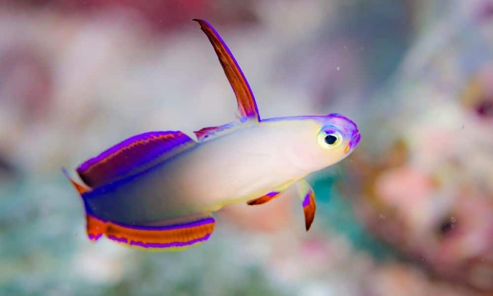 7 Most Colorful Saltwater Fish (These Are Stunning) – Salt Tank Report
