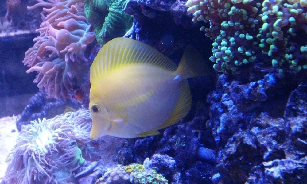 13 Awesome Facts About Yellow Tang Fish – Salt Tank Report