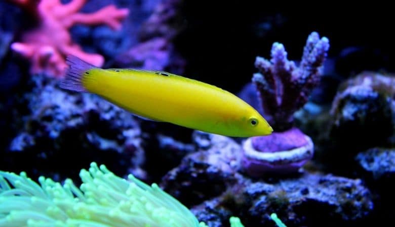 Yellow Coris Wrasse Care – Are They Reef Safe? – Salt Tank Report