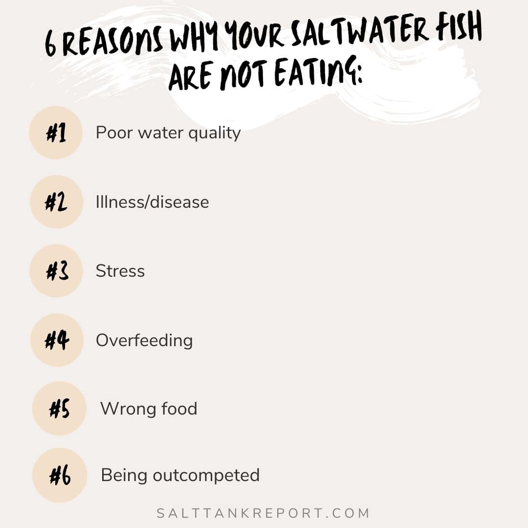 6 Huge Reasons Why Your Saltwater Fish Are Not Eating – Salt Tank Report
