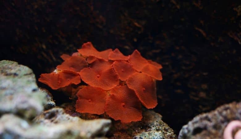 5 Corals That Can Touch Each Other (Without Getting Stung) – Salt Tank ...