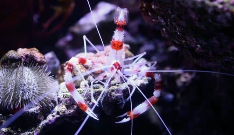 5 Best Shrimp For Saltwater Aquariums – Salt Tank Report