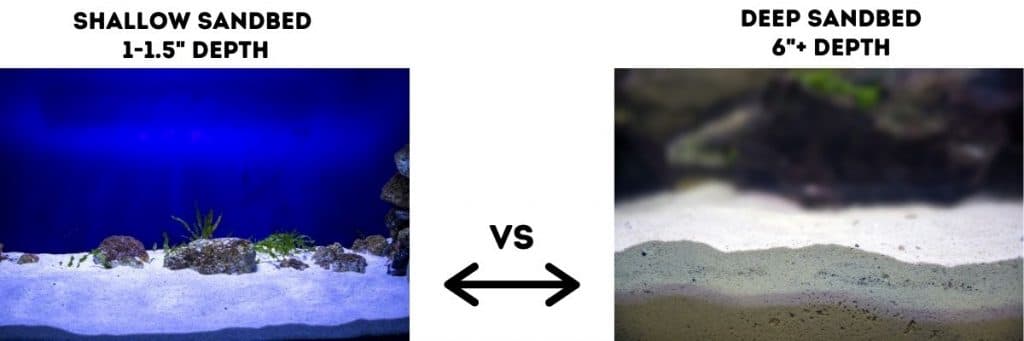 How Much Live Sand Per Gallon For Saltwater Tanks? – Salt Tank Report