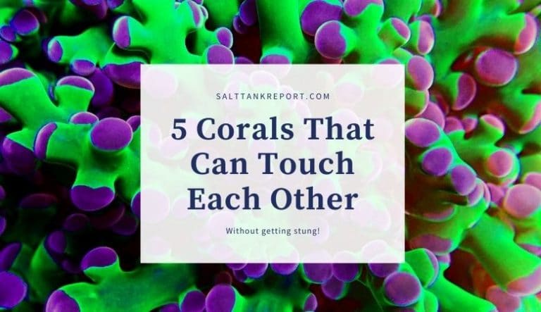 5 Corals That Can Touch Each Other (Without Getting Stung) – Salt Tank ...