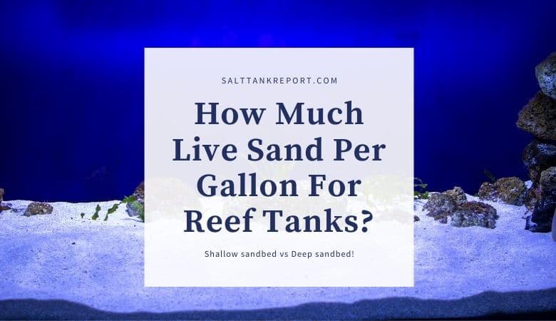 How Much Live Sand Per Gallon For Saltwater Tanks?